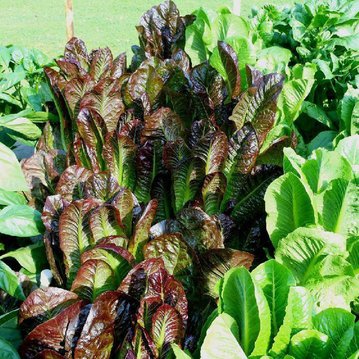 Red Romaine Lettuce Seeds, Caesar Salad, NON-GMO, Variety Sizes, FREE ...