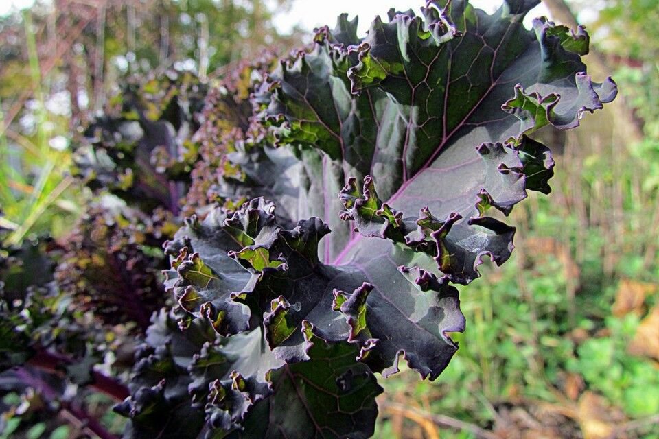 Red Russian Kale Seeds, NON-GMO, Antioxidants, Ragged Jack, FREE SHIPPING