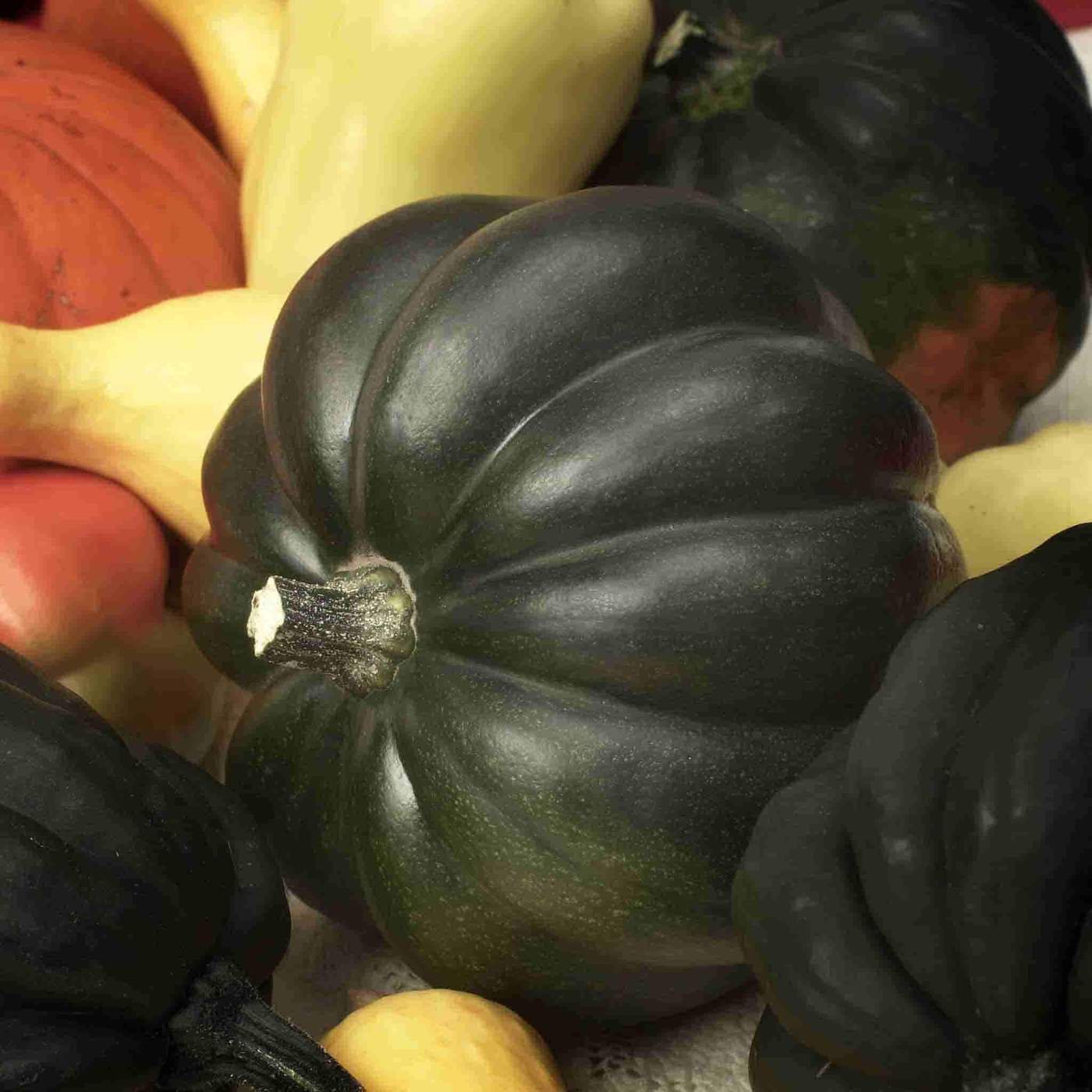 Table Queen Acorn Winter Squash Seeds, NON-GMO, Variety Sizes, FREE ...