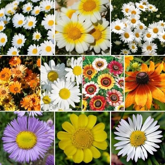 Daisy Wildflower Seed Mix, 10 Daisy Species, Variety Packet Sizes, FREE ...