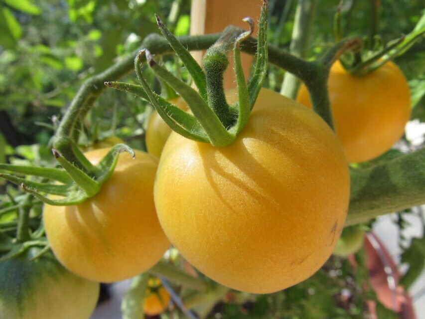 Garden Peach Tomato, 30 Seeds, Cocona, NON-GMO, Heirloom, FREE SHIPPING