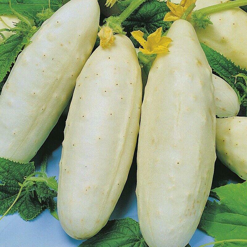 White Wonder Cucumber Seeds, Ivory King, White Albino, NON-GMO, FREE ...