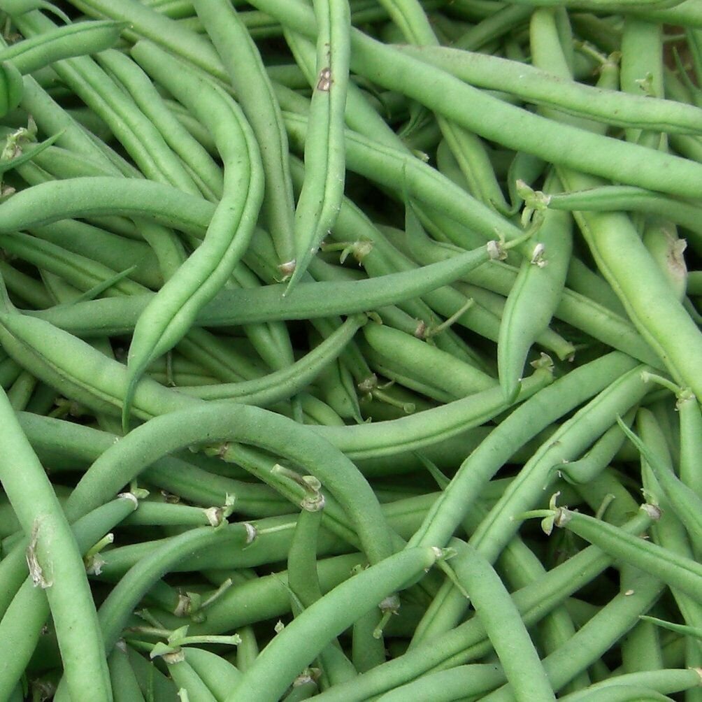 Burpee Stringless Green Bean Seeds, NON-GMO, Variety Sizes Sold, FREE ...