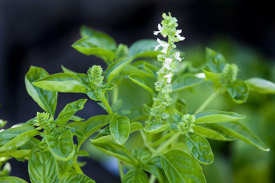 Clove Scented Basil Seeds, NON-GMO, Tree Basil, Himalayan Basil, FREE ...