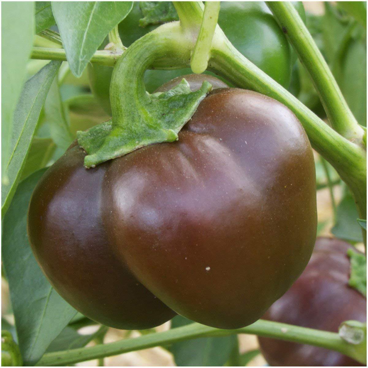 Chocolate Beauty Bell Pepper, NON-GMO, Heirloom, Variety Sizes, FREE ...