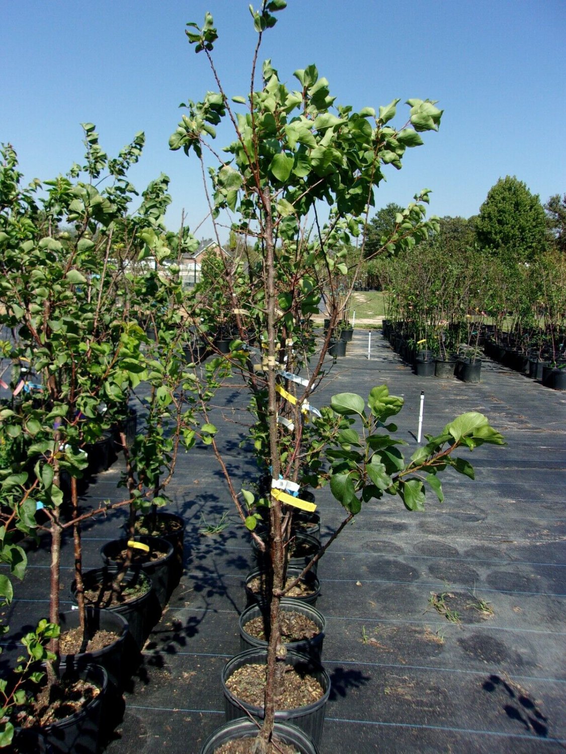 KATY APRICOT 4-6 FT TREE Healthy Fruit Trees Plant Sweet Juicy Apricots ...