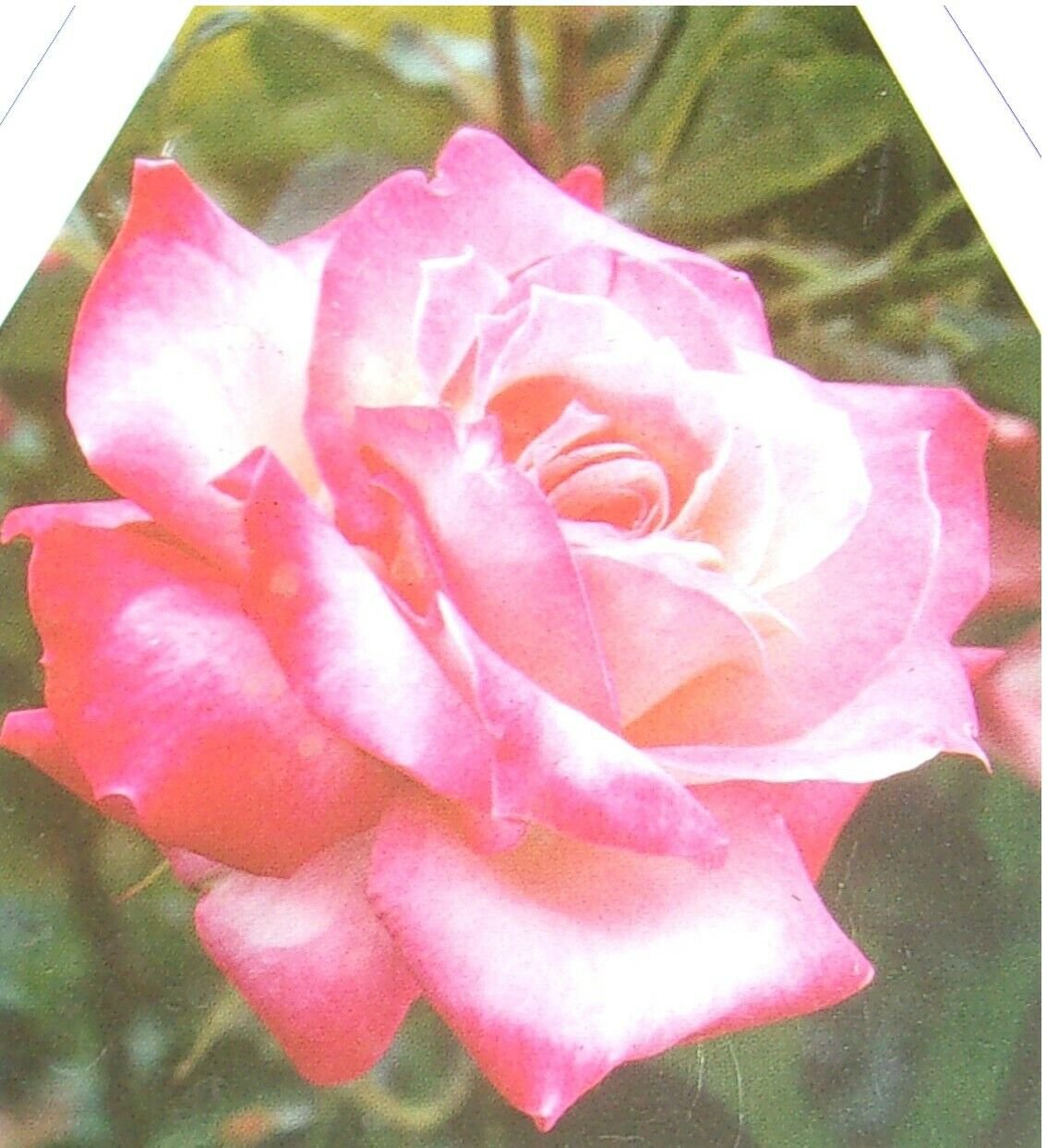 KORDES PERFECTA Everblooming Hybrid Tea Rose 1 Gal Live Bush Plants ...