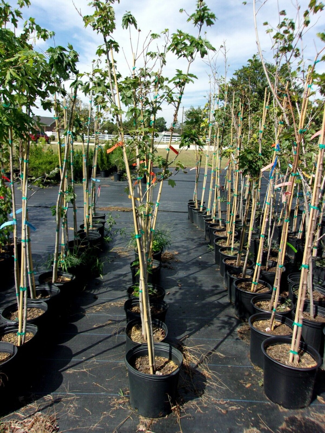 Brandywine Maple 4'-6' Trees Very Fast Growing Shade Tree Fall Color Plan