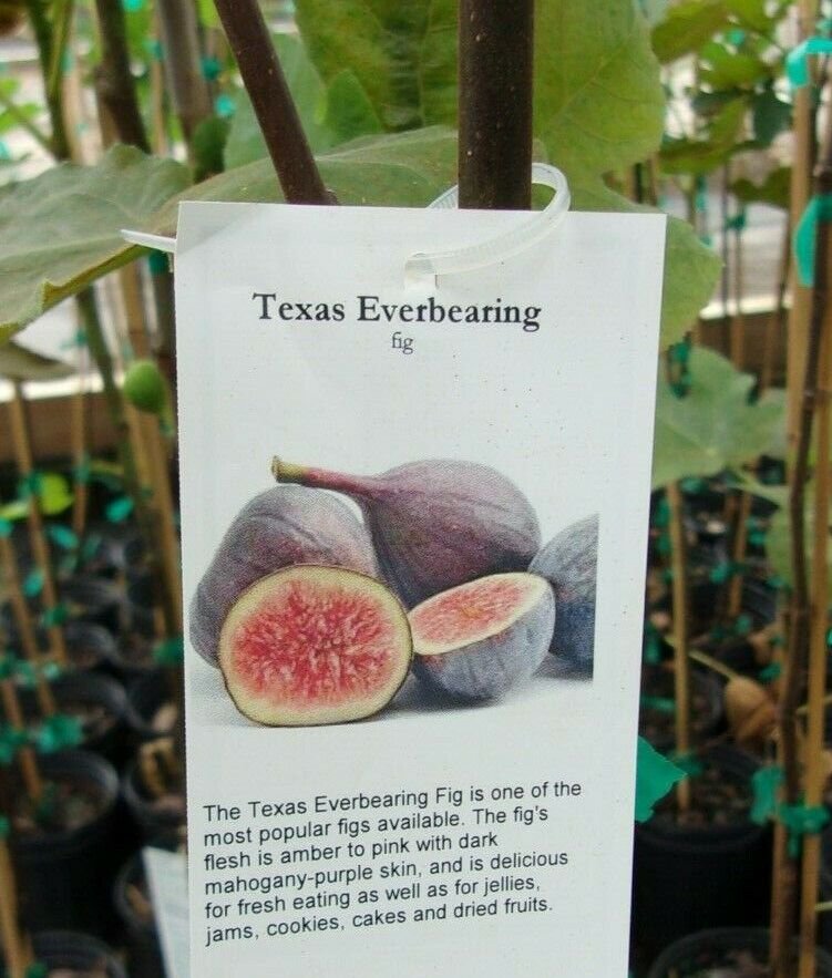 Texas Everbearing Fig 4-6 Ft. Tree Healthy Garden Plants Plant Figs ...