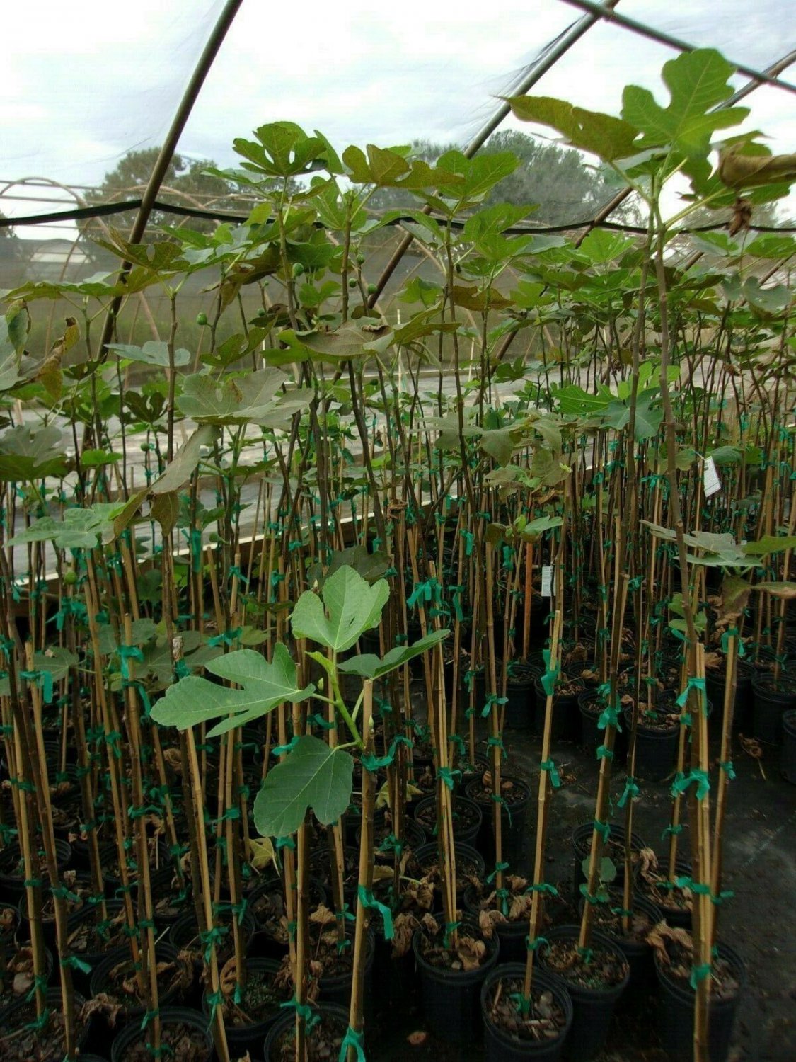 Texas Everbearing Fig 4-6 Ft. Tree Healthy Garden Plants Plant Figs ...