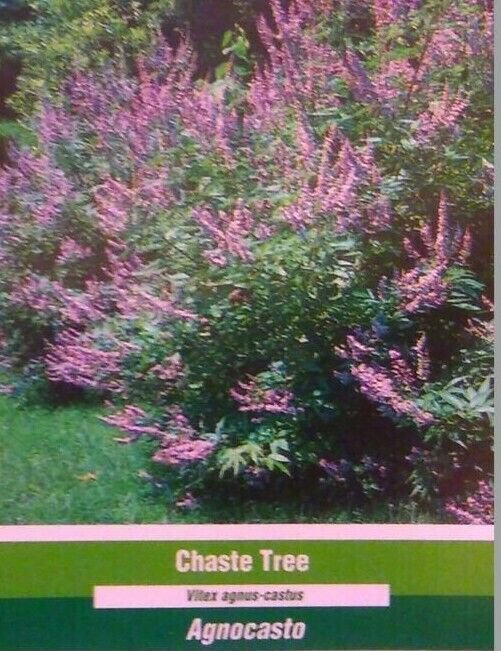Vitex Chaste Tree 2-4 FT Large Plant Trees Purple Flowers Grow ...