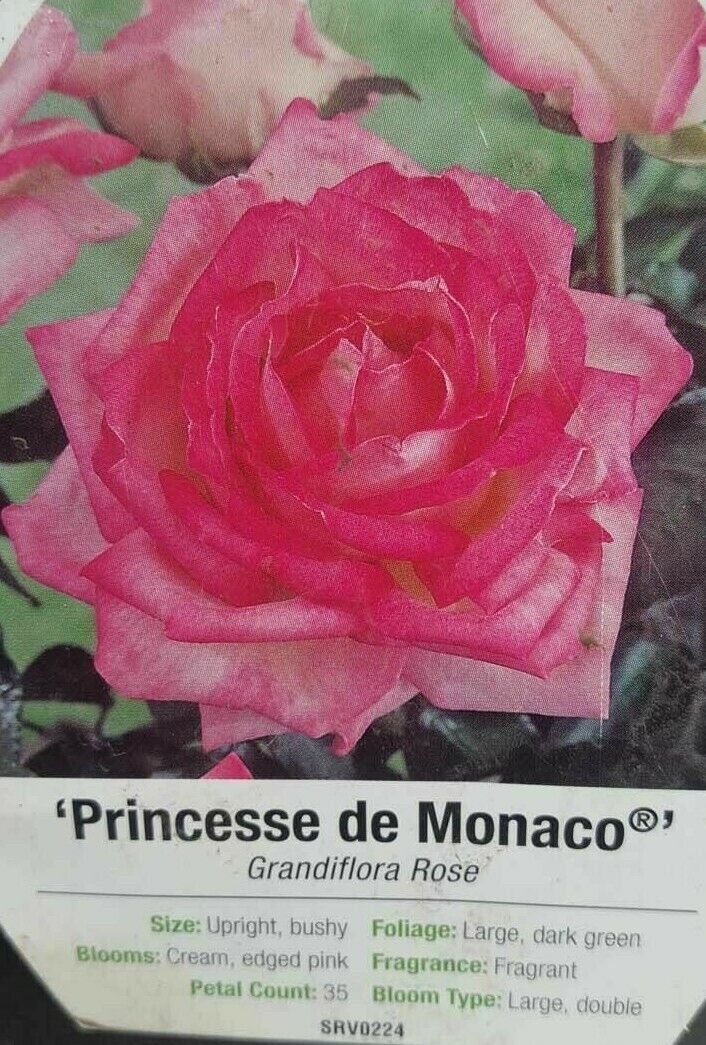 Princesse de Monaco Grandiflora Pink Rose 2 Gal. Bush Plant Plants Fine ...