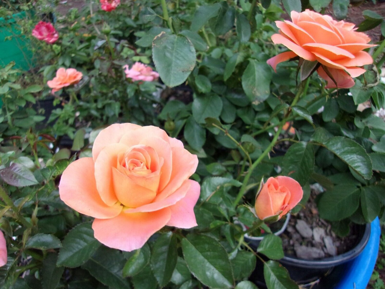 New Year Grandiflora 2 Gal. Orange Rose Live Bush Plants Shrub Plant ...