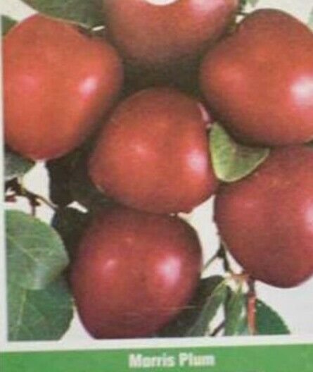 MORRIS PLUM 2-3 Ft Tall Fruit Tree Plums Plant Plums Plants Trees ...