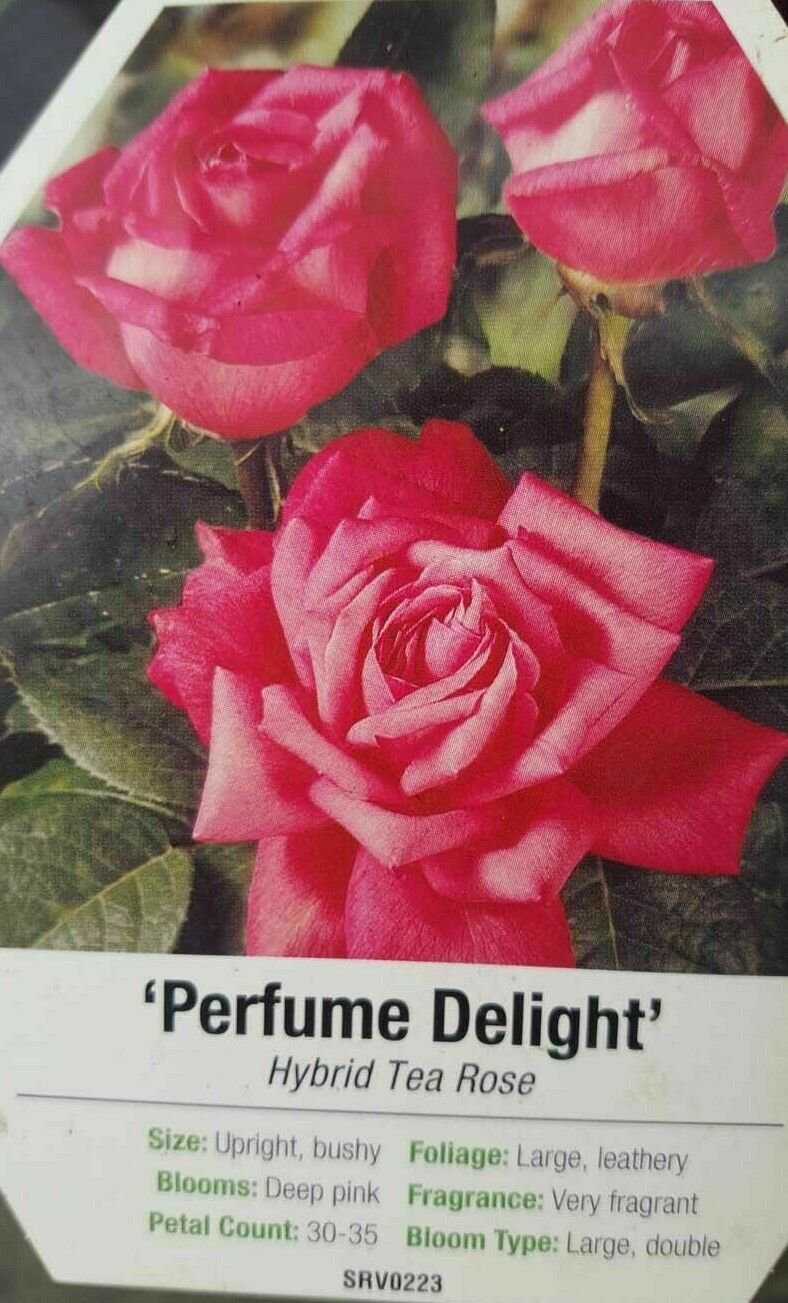 Perfume Delight Hybrid Tea Rose Pink 5 Gal. Bush Plant live Plants Fine ...