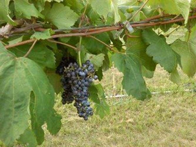 Black Manukka Seedless Grape Vine 2 Gallon Live Plant Home Garden Easy ...