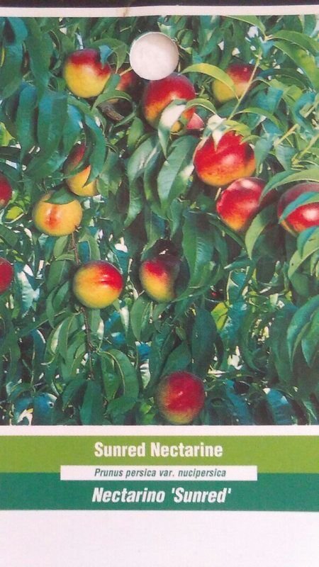 SUNRED NECTARINE 4-6 FT TREE PLANT SWEET JUICY NECTARINES FRUIT TREES ...