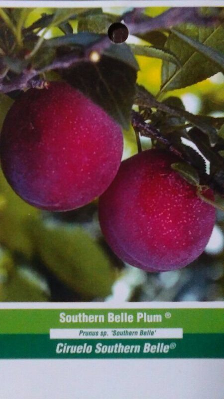 SOUTHERN BELLE PLUM 4-6 FT Fruit Tree Plant SWEET JUICY PLUMS Trees Plants