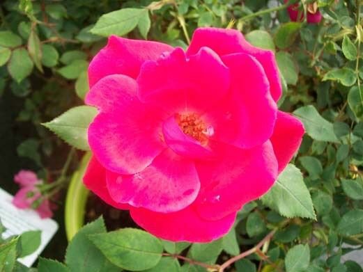 Red Knock Out® Rose Bush EarthKind Shrub Roses 2 Gal. Easy Grow Hardy ...