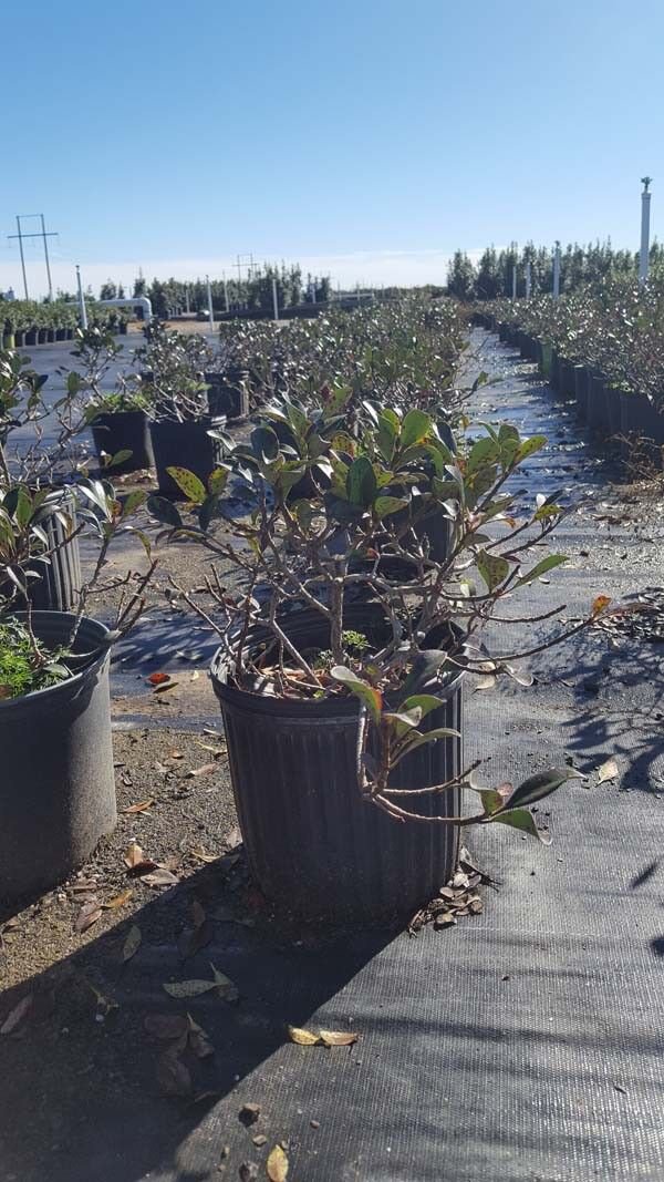 Cleyera 3 gal Tall Hedge Shrub Evergreen Plant Landscape Shrubs Fast ...