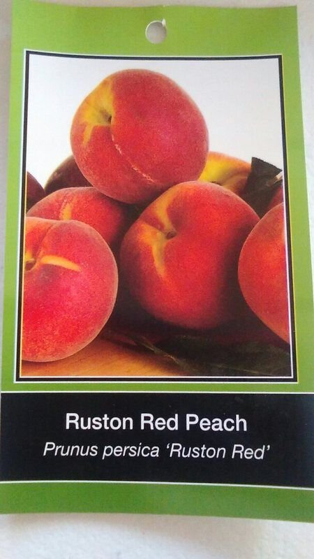 RUSTON RED PEACH 4-6 FT TREE PLANT SWEET JUICY PEACHES FRUIT TREES PLANTS