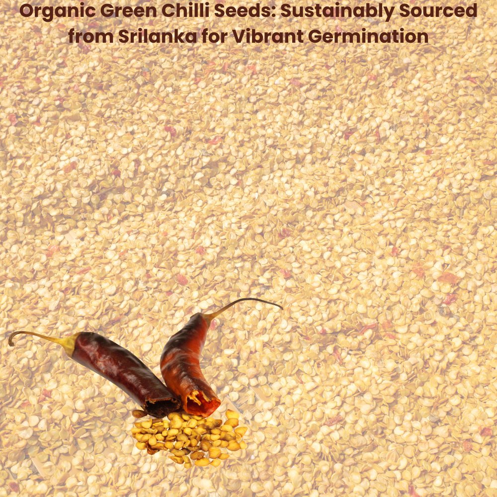 Natural and Organic Green Chilli Seeds from Srilanka for Successful ...