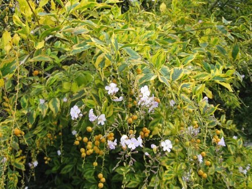 Garden Plant Duranta Repens Variegata