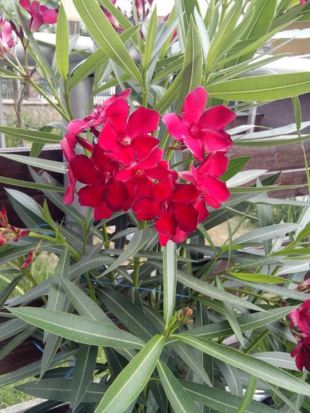 Garden Plant Nerium Oleander Hardy Red