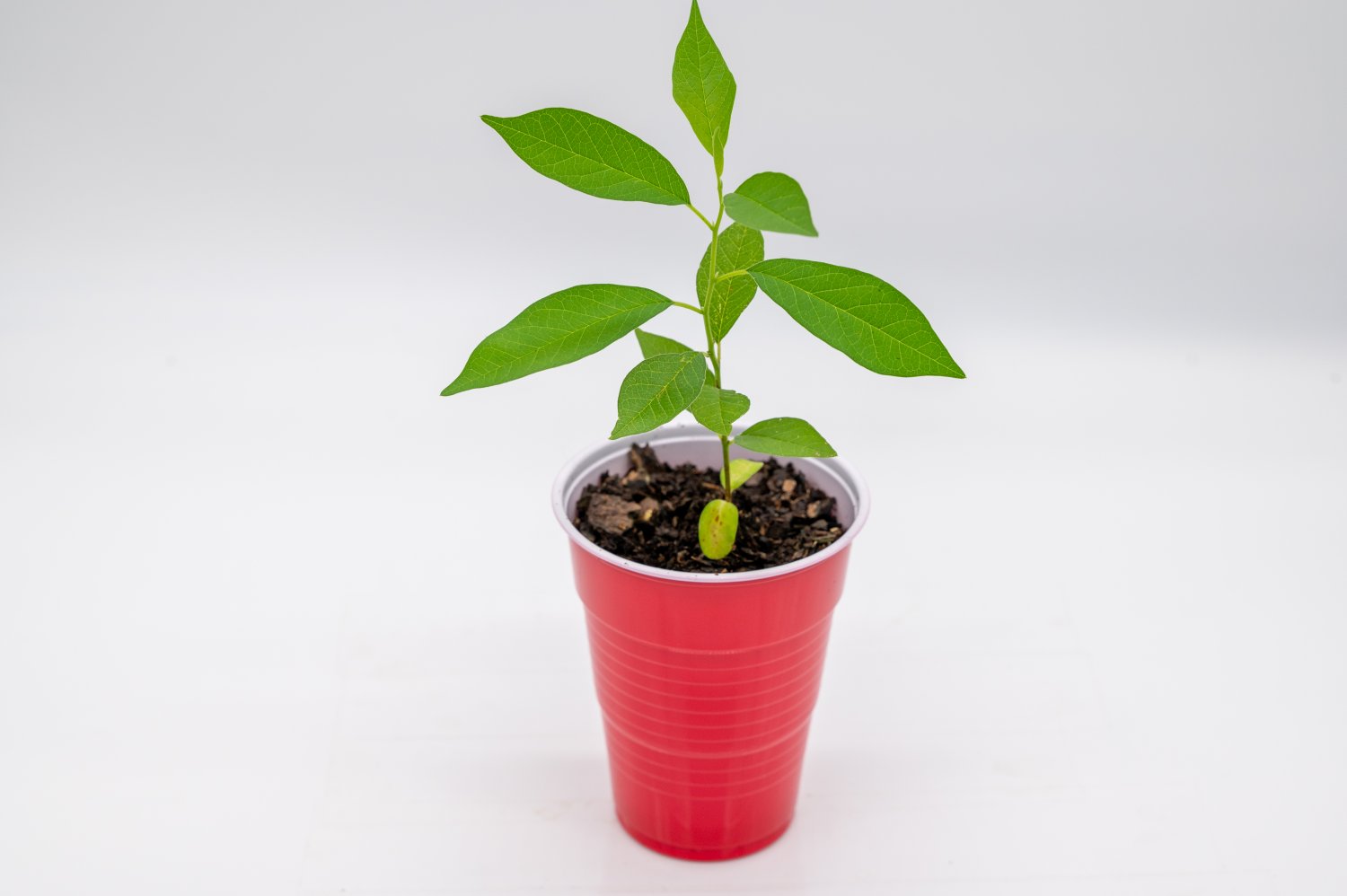 Osage Orange Tree Maclura pomifera Starter Easy To Grow
