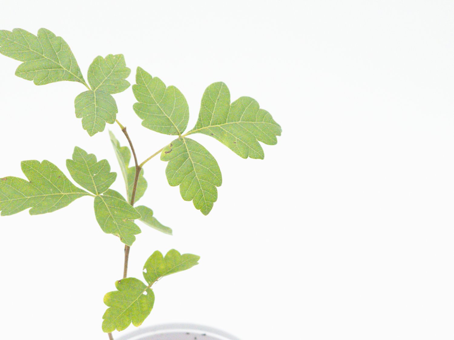 Fragrant Sumac Tree healthy seedling Rhus aromatica Starter Easy To Grow