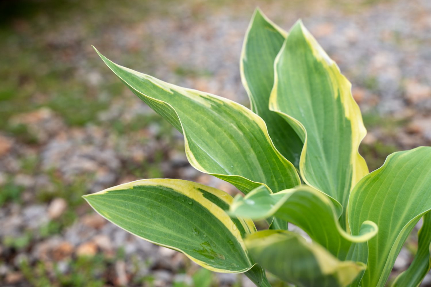 Regal Splendor Hosta Hosta 'Regal Splendor' Starter Easy To Grow
