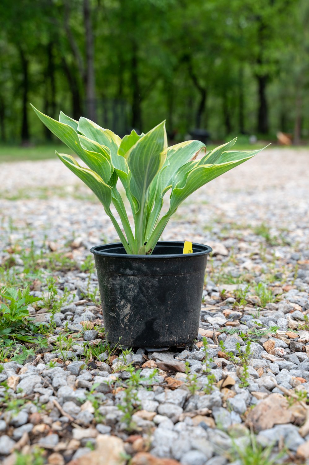 Regal Splendor Hosta Hosta 'Regal Splendor' Starter Easy To Grow