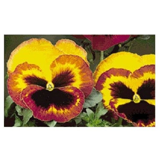 DELTA FIRE B COLOR PANSY WITH FACE FLOWER 35 US SEEDS
