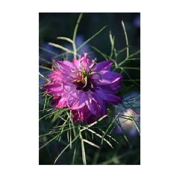 NIGELLA PERSIAN MULBERRY ROSE LOVE IN THE MIST FLOWER 50 US SEEDS