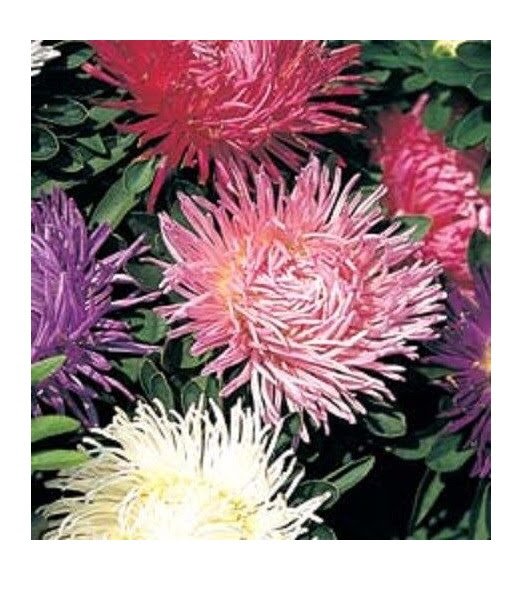 OSTRICH PLUME ASTER CUT FLOWER ASSORTMENT FLOWER MIX 40 US SEEDS