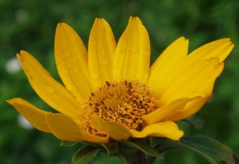 50 US SEEDS HELIOPSIS FALSE SUNFLOWER