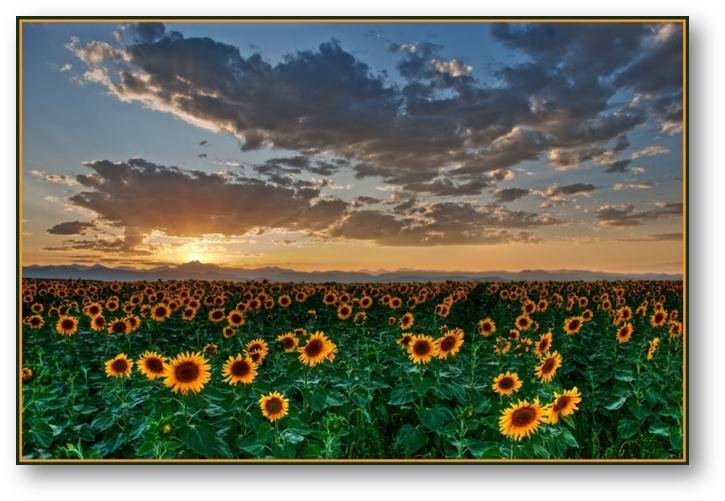 DWARF SUNFLOWER 200 US SEEDS