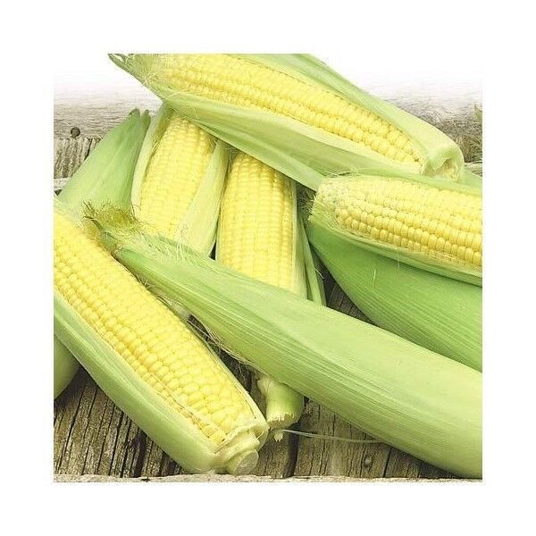 SWEET CORN GOLDEN BANTAM 200 US SEEDS