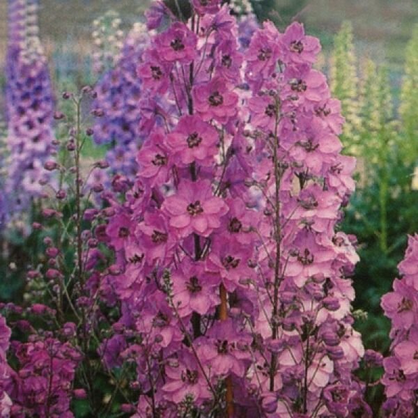 DELPHINIUM PACIFIC GIANT SERIES ASTOLAT VARIETY 25 US SEEDS