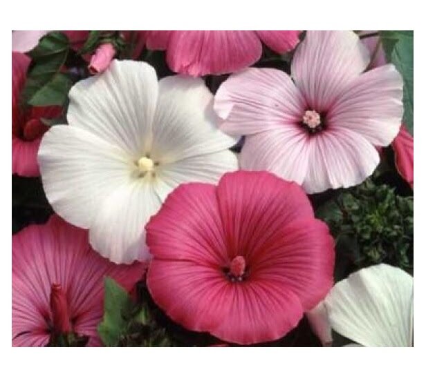 ROSE MALLOW SEEDS MIXED PINK WHITE FRESH TREE MALLOW 25 US SEEDS