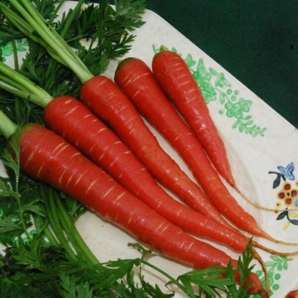 RARE Atomic Red Carrot Beautiful color 300 US Seeds