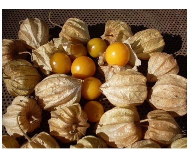 Ground Cherry aka Strawberry Husk Tomato Physalis Pruinosa Tomatillo 50 ...