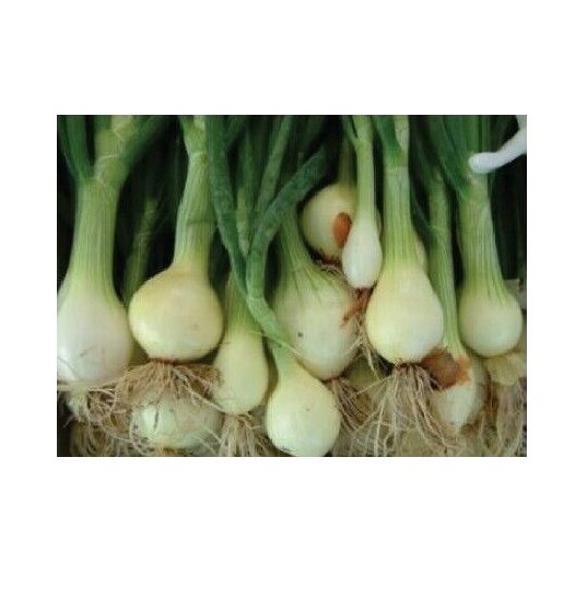 50 US Seeds Nebuka Evergreen Bunching Onion select rare Japanese White