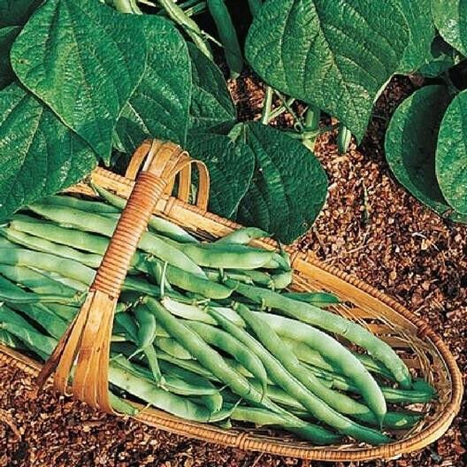 12 US Seeds Kentucky Wonder Bush Green Beans