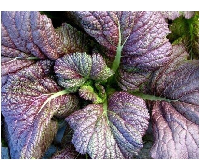 Red Giant Mustard Chinese 150 US Seeds