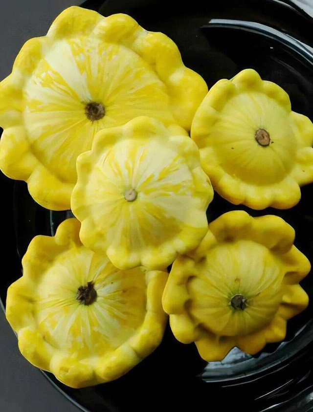 100 US Seeds Yellow Bush Scallops Summer Squash Golden Custard Patty Pan