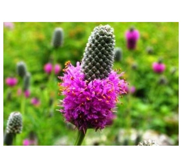 PURPLE PRAIRIE CLOVER 100 US SEEDS FRESH
