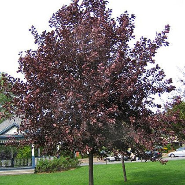 Prunus virginiana Purple Shubert Chokecherry 20 US seeds
