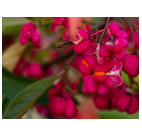 10 US seeds Spindleberry Tree Euonymus europaeus