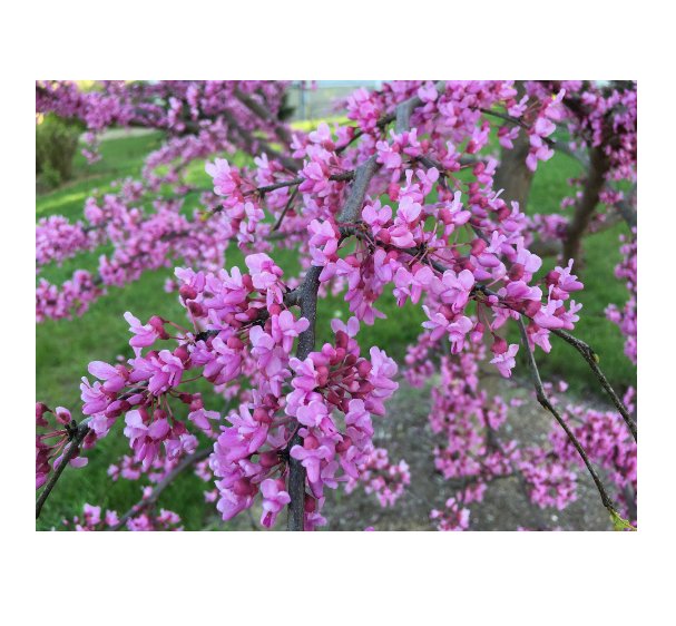10 US seeds Avondale Redbud Tree Cercis chinensis indoor outdoor
